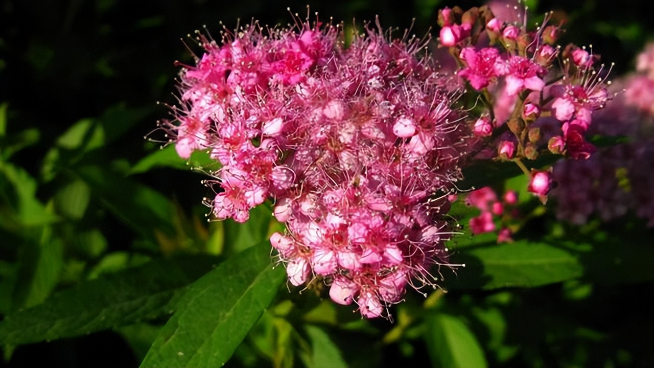 The pink spirea native to China, why do you want to call it "Japanese ...