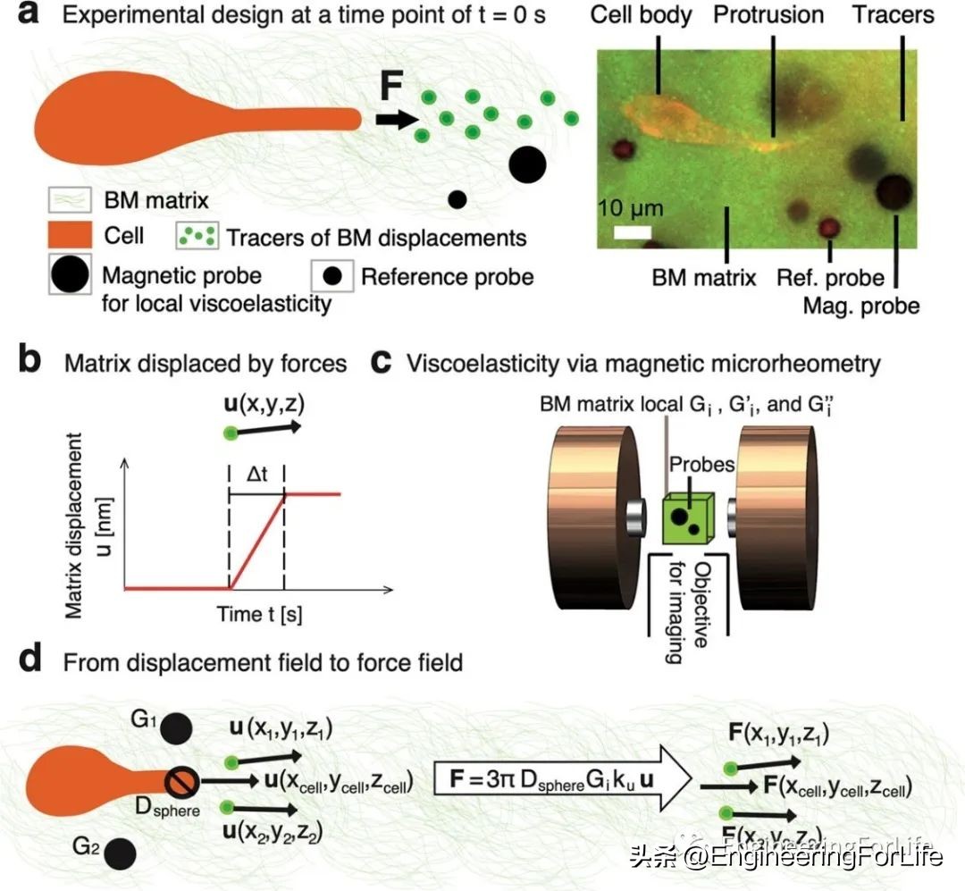 Combined nanoscale tracking and cellular-level microrheology reveals ...