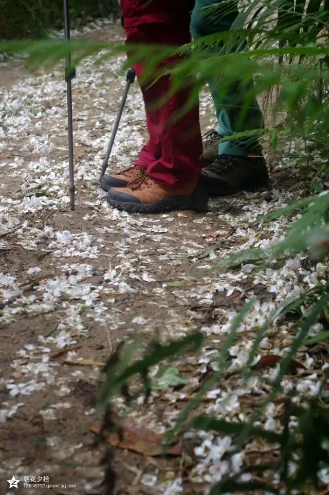 See the tenth year of the wood tung tree - iMedia