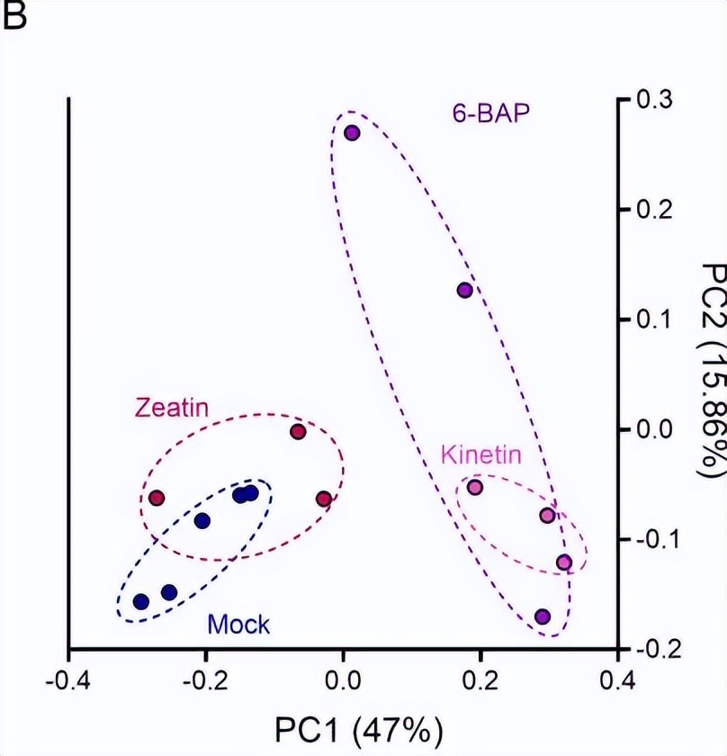 Uncovering how mitogens drive microbial assembly, promoting disease ...