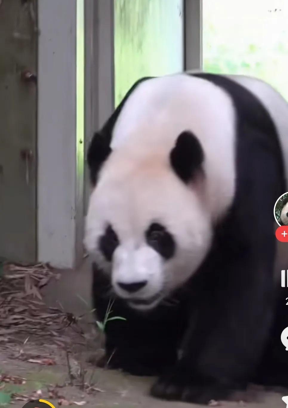 Le Bao is a strong man in the bear world, from working illegally to ...