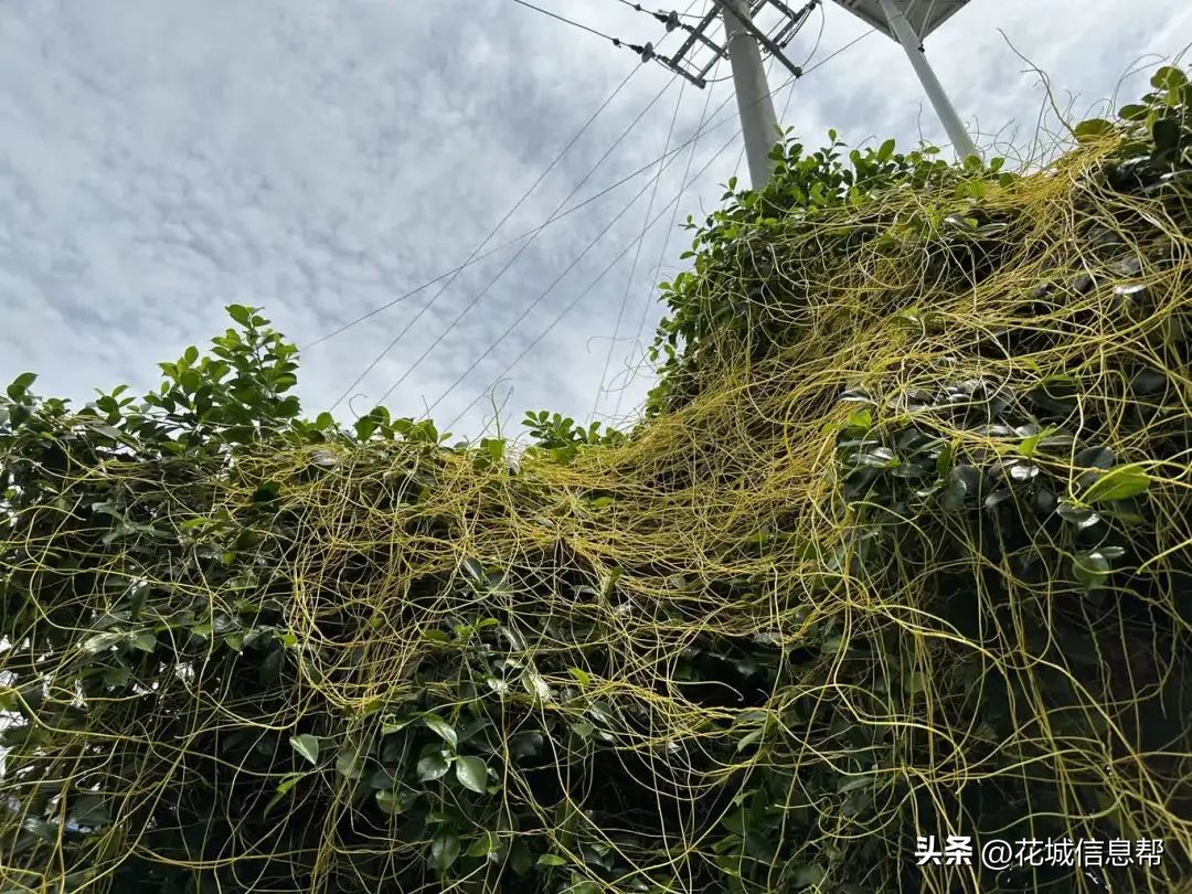 Plant "vampire" strikes! Some plants have been sucked to death - iNEWS