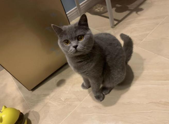 This cat biography article, read it for your cat - iNEWS