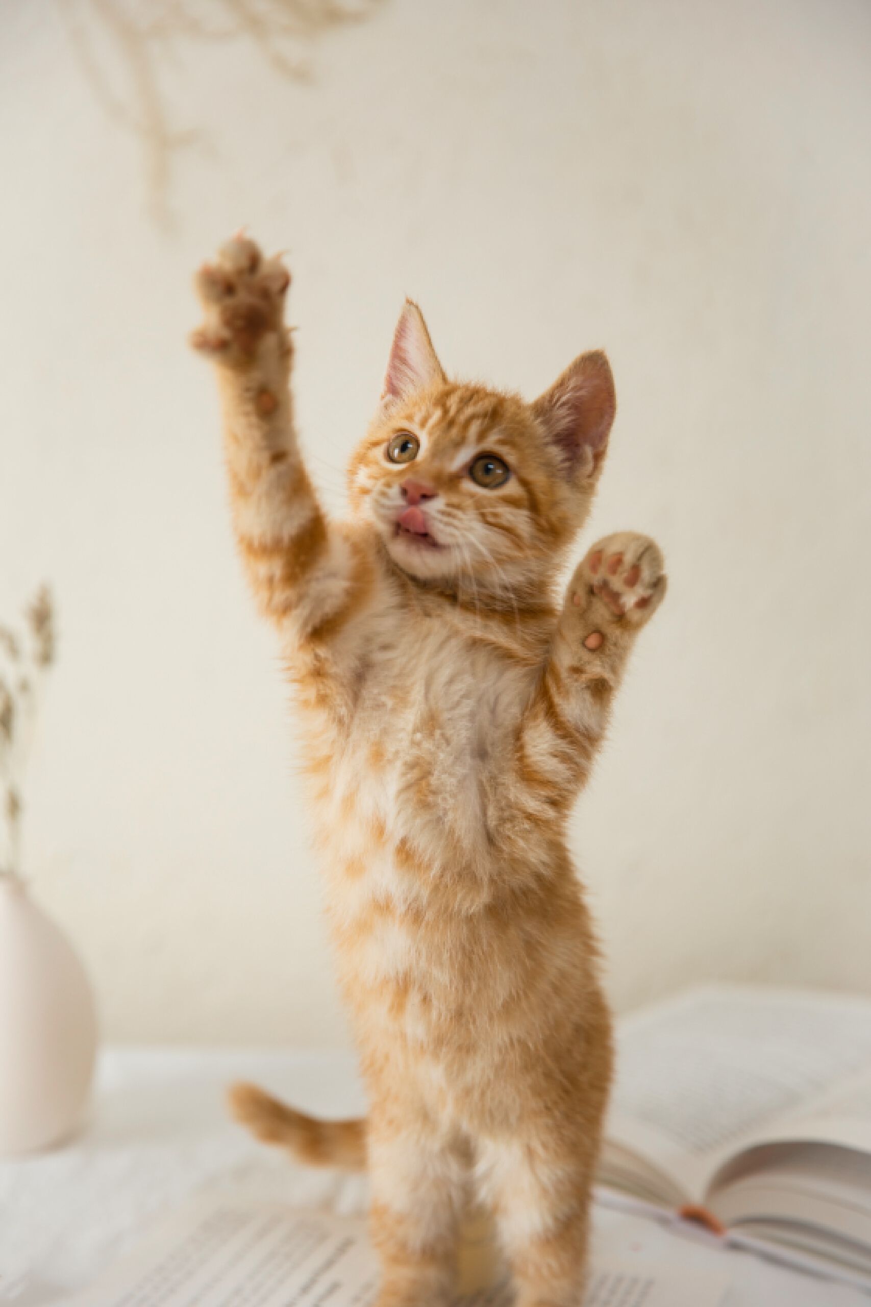 There are many misunderstandings about raising cats in summer, have you ...