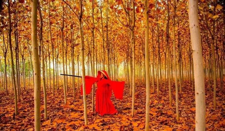 What is the difference between sycamore, French sycamore, colorful ...