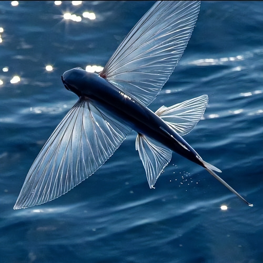 Fantastic Tower Boss Skira is exquisitely designed - iNEWS