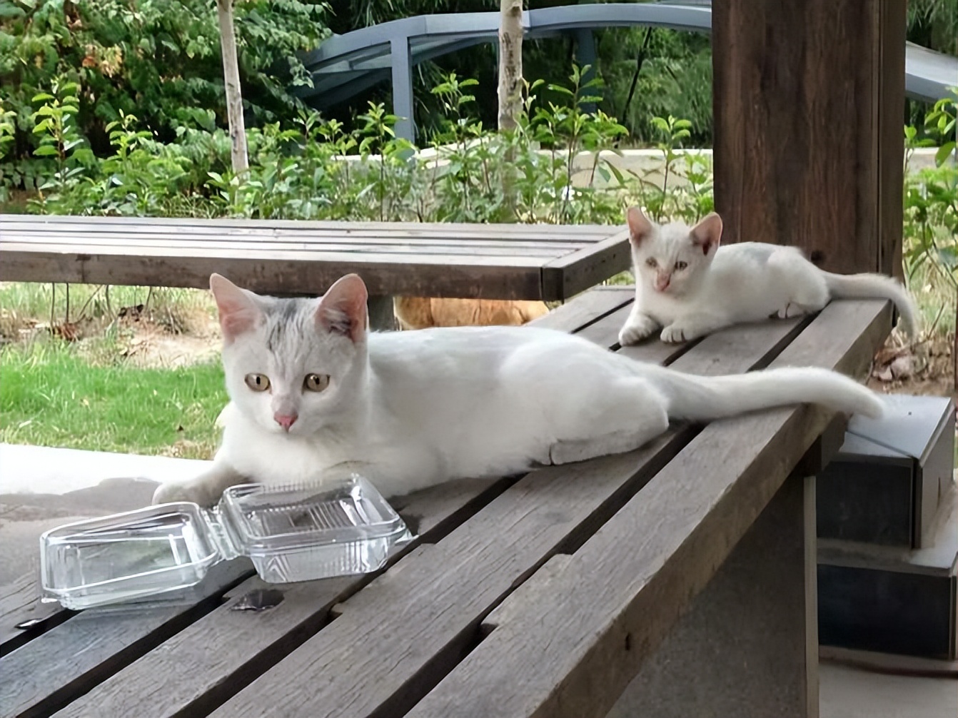 3 excellent poems about cats, they are full of literary talent and ...
