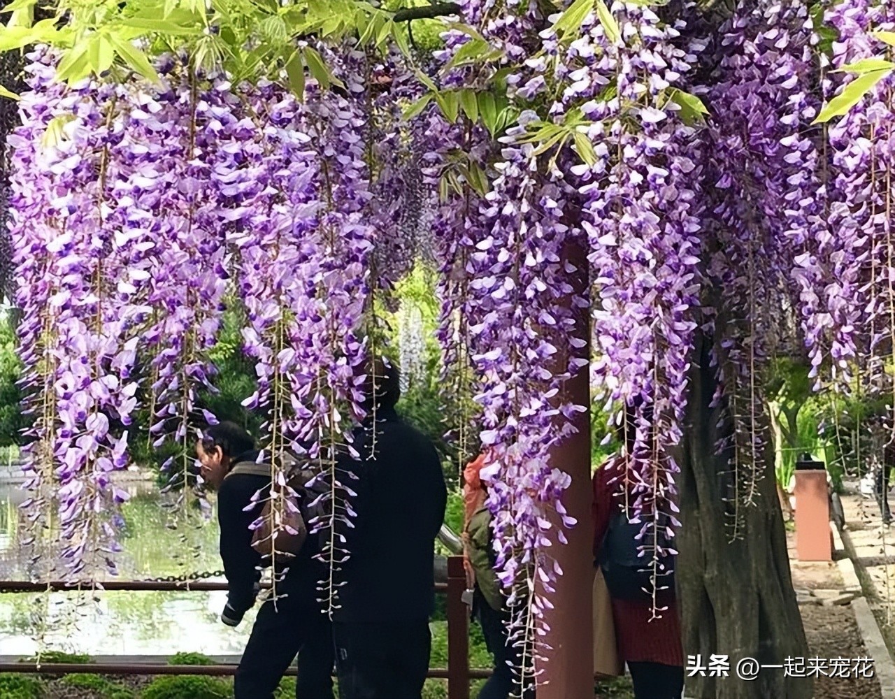 Plant pots of purple vines in spring, the fresh and dreamy purple air ...