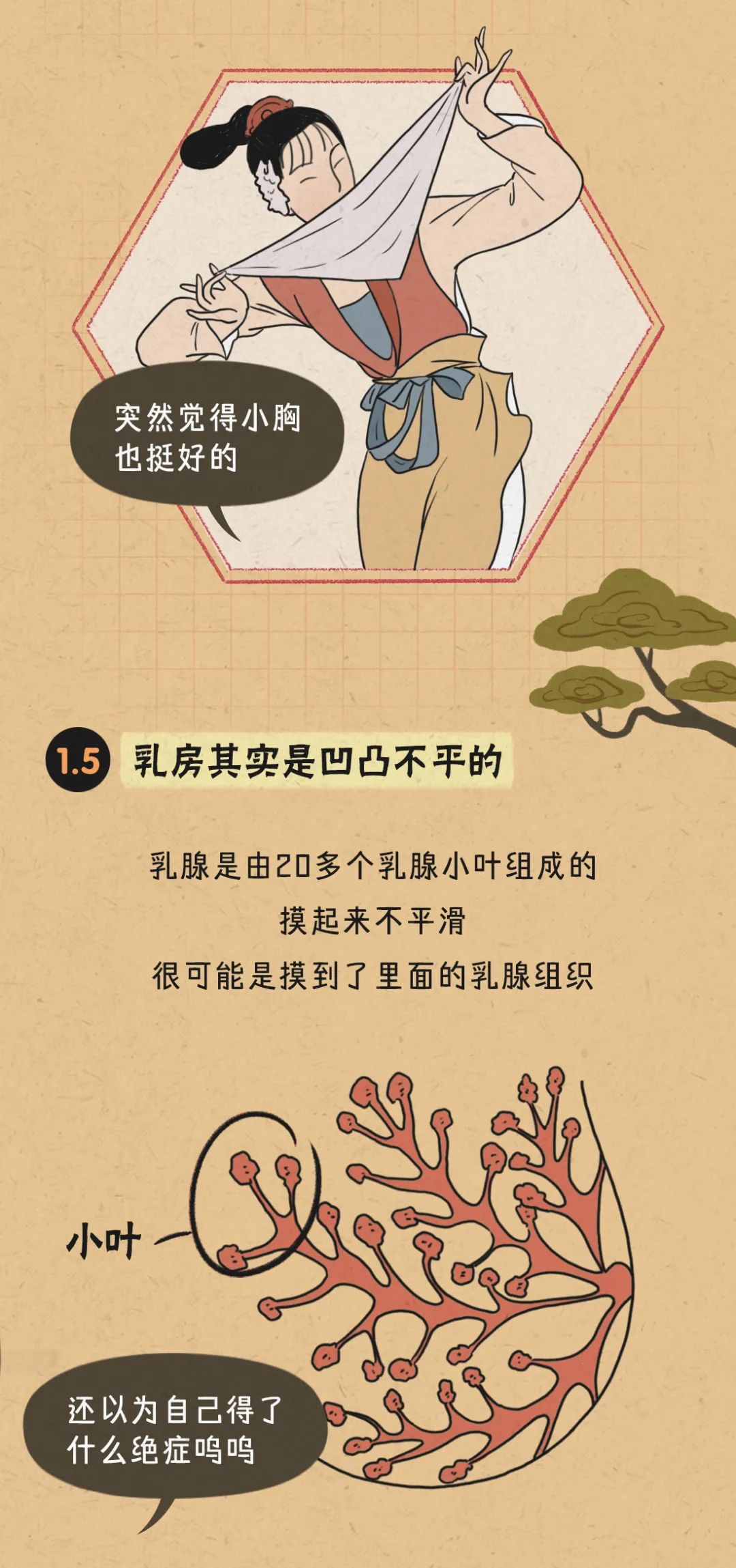 How many shapes do women's breasts have?Teach you to calculate your own ...