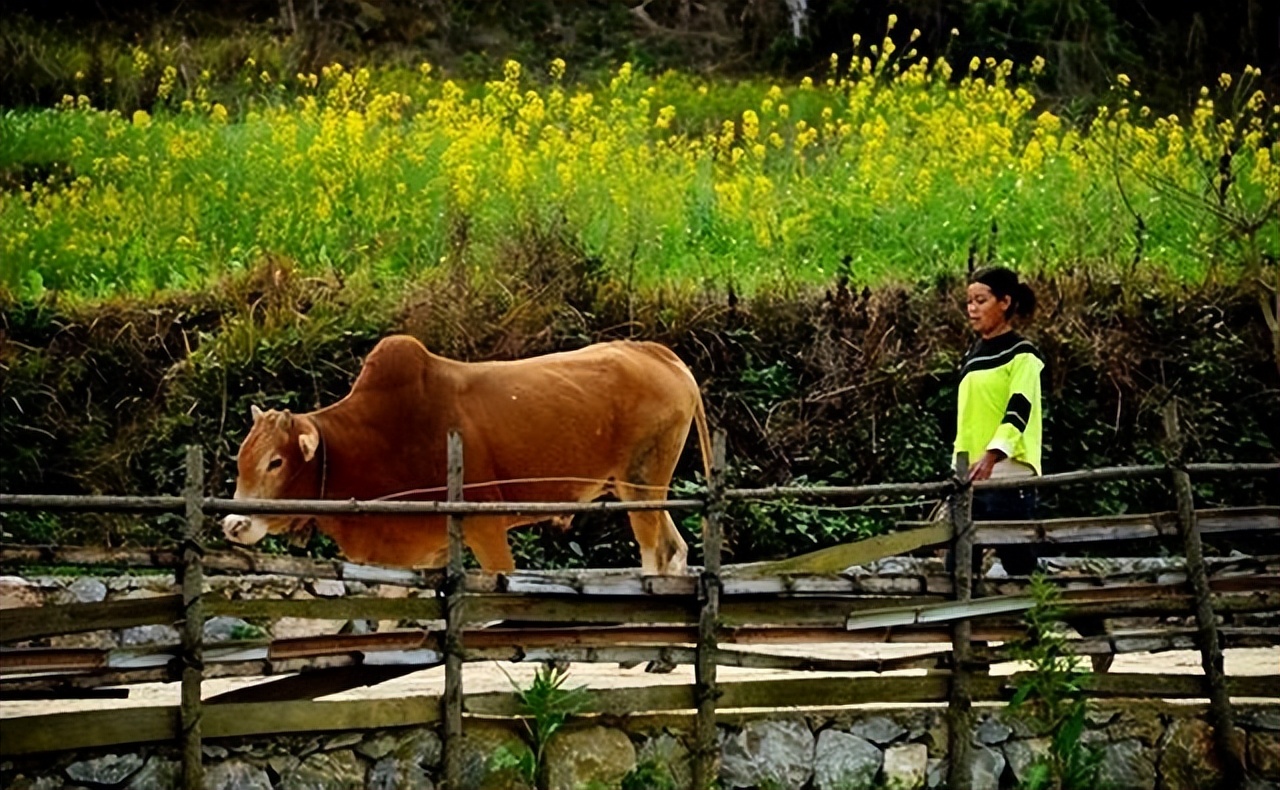 Farming Inheritance Culture (2) - iMedia