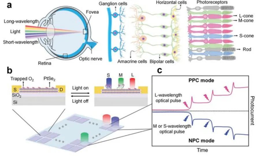 Chen Gen: What is the significance of imitating the human bionic retina ...