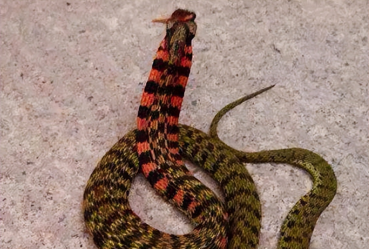 Does the pheasant-neck snake in the Tomb Raiders Notes really exist ...