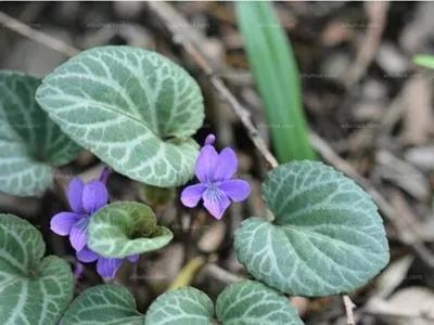 Viola variegata, small perennial herb - iMedia
