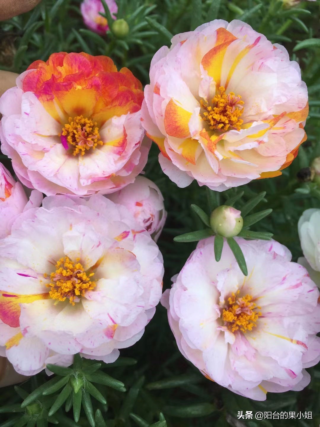 The unremarkable sunflower is easy to grow and looks good, and it is ...