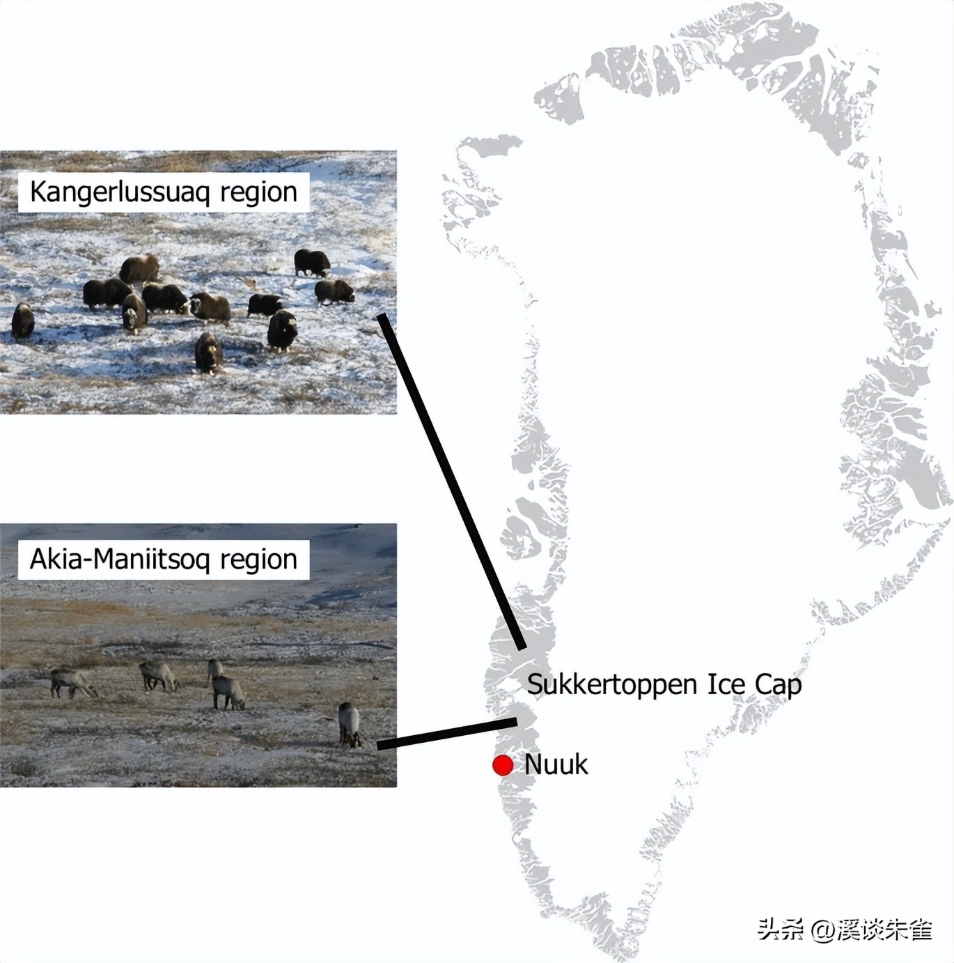 Skeletal muscle, liver, and adipose tissue, elements characteristic of ...