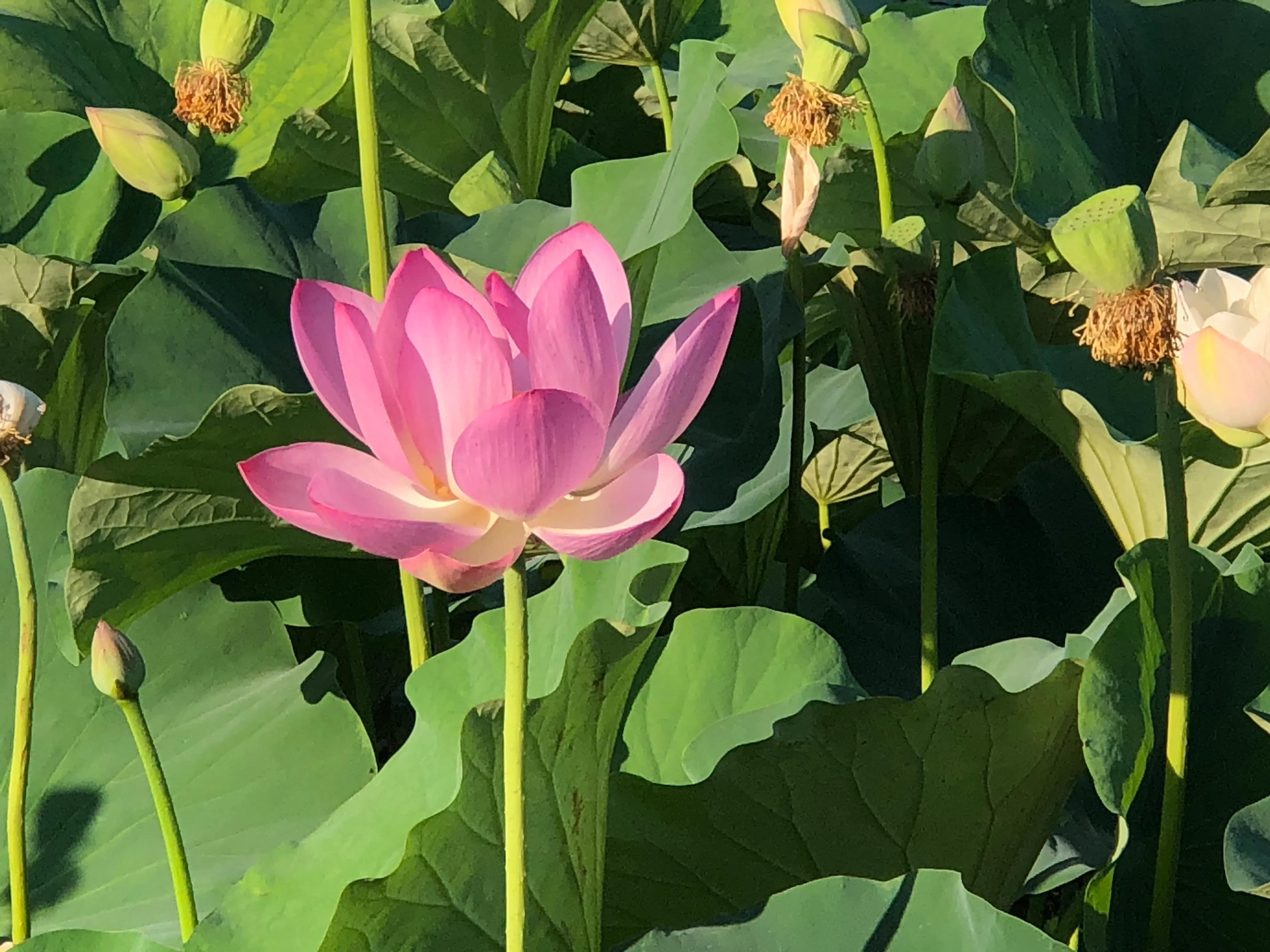 The lotus place in the international village - iNEWS