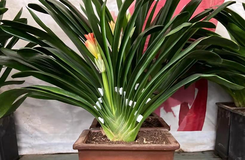 Clivia does not bloom. Using this method to induce flowers has a high ...