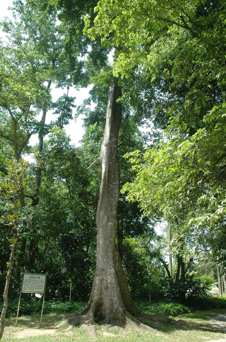 "Geography Teacher Walks China" Xishuangbanna Tropical Botanical Garden ...
