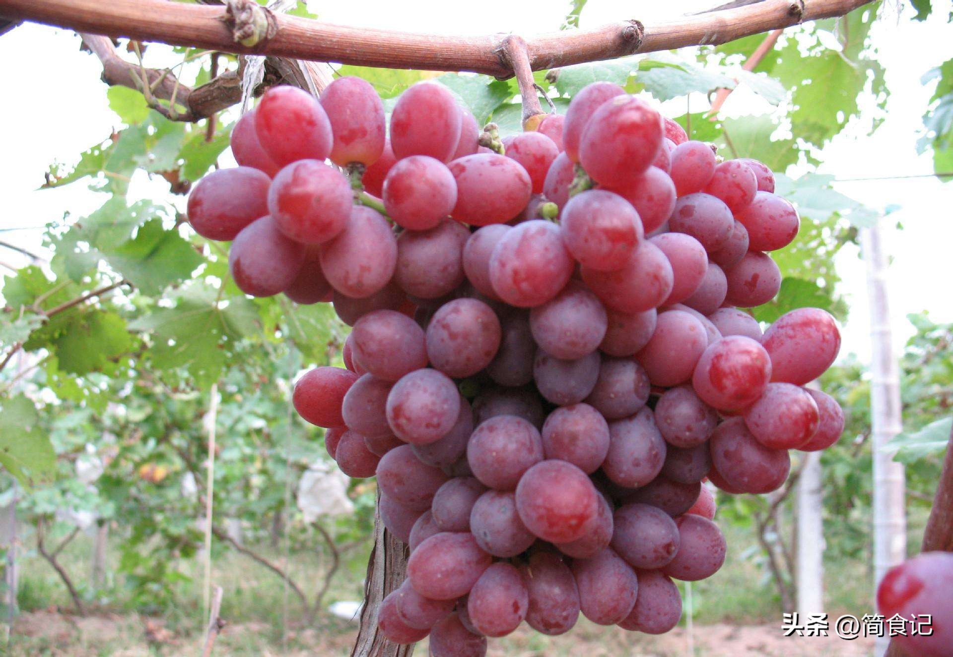 Which grapes are the best in China? After selection, these 6 places are ...