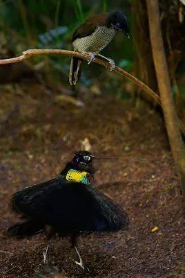 Dancing with the Birds (Documentary) - iNEWS