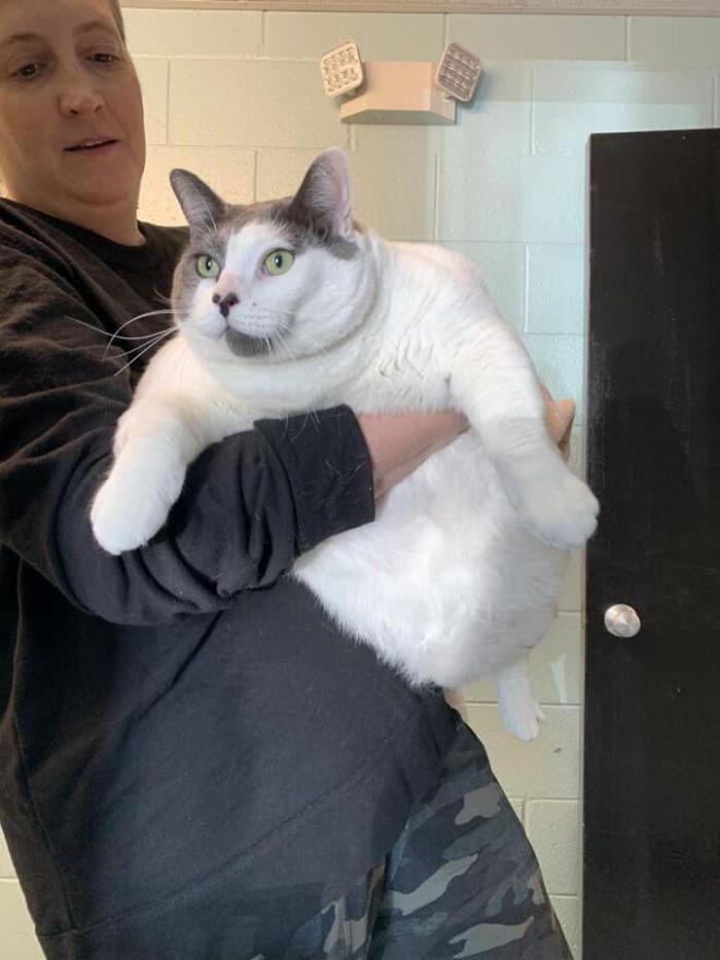 During the journey of adopting a 37-pound cat, the cat will start to ...