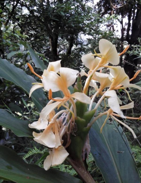 Blooming tropical natural style, the charm and inheritance of Cuban ...