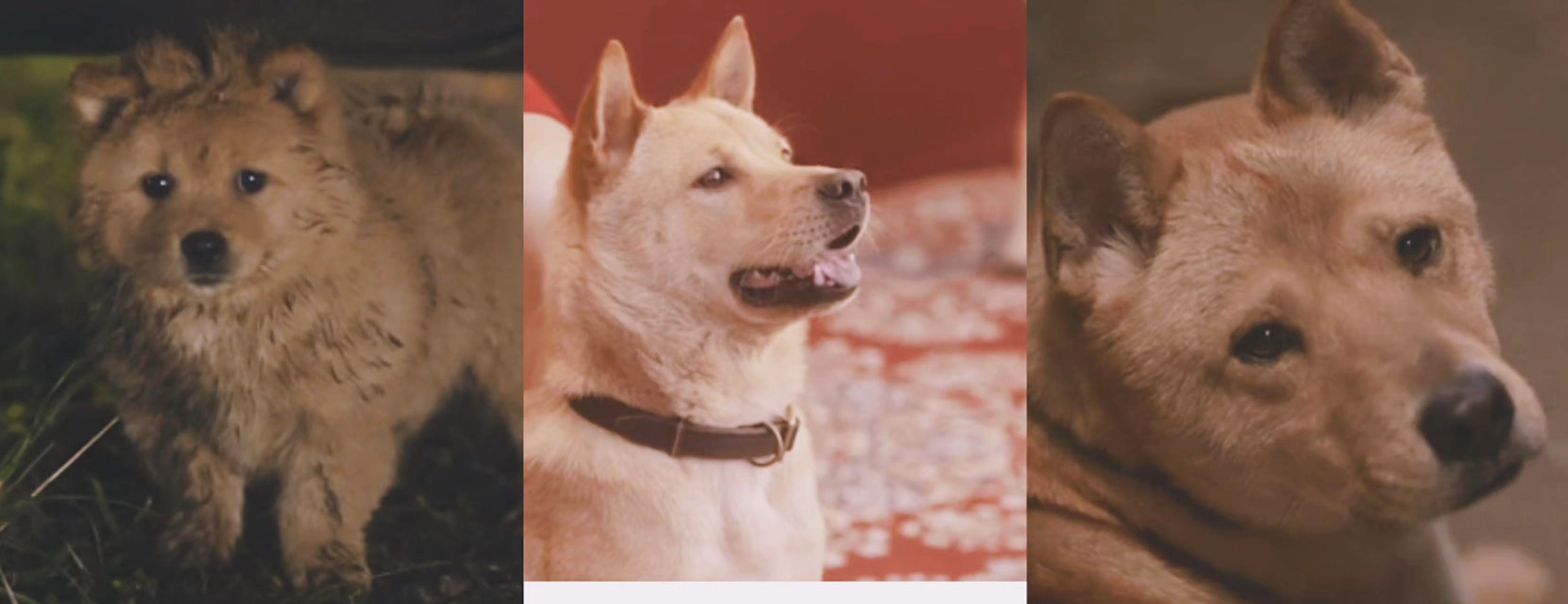 The Chinese pastoral version of "The Faithful Dog Hachiko" cried ...