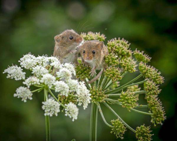 Poole, Dorset, UK, small field mice are playing on a swing, eating and having fun! - iNEWS