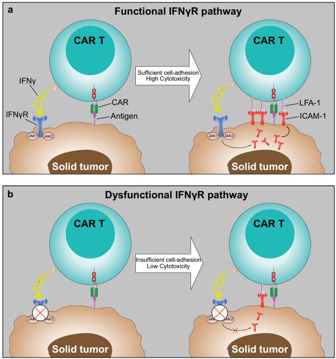 Advances in CAR-T Cell Therapy (8) - iNEWS