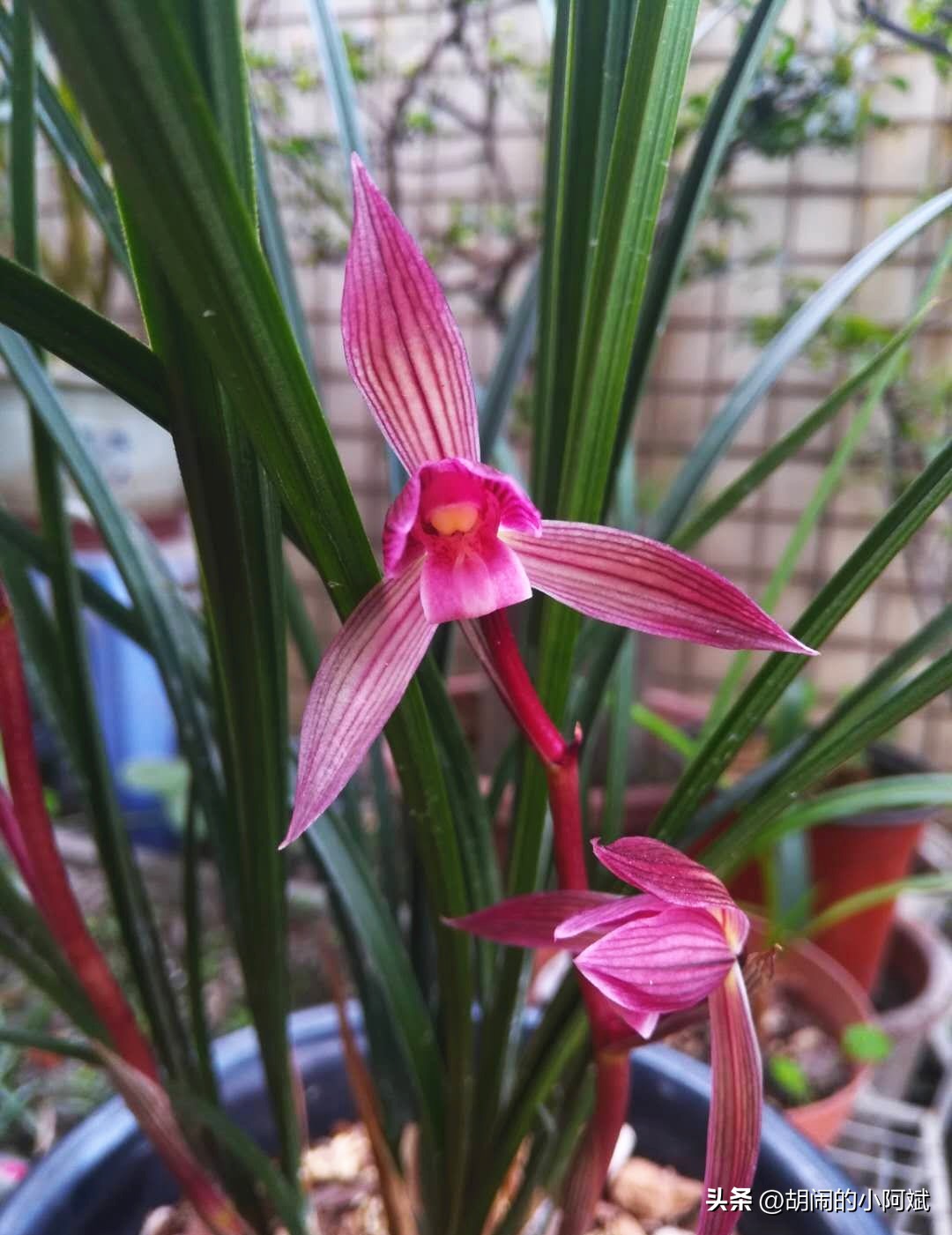 The once "sky-high price" red pigment can be seen everywhere now, but ...