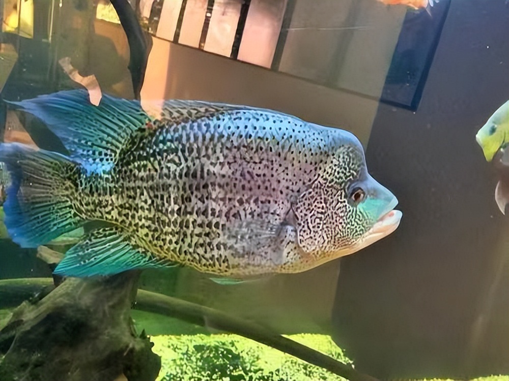 The aquarist once again introduces three kinds of fierce fish, as well ...