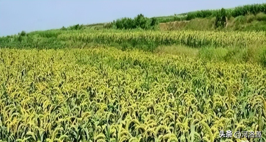 Tenth Exploration of Xiushui River Culture—Xingcun Ruins - iMedia