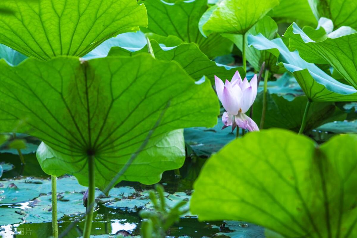 The whole body of the lotus is full of treasures, and the lotus leaves ...