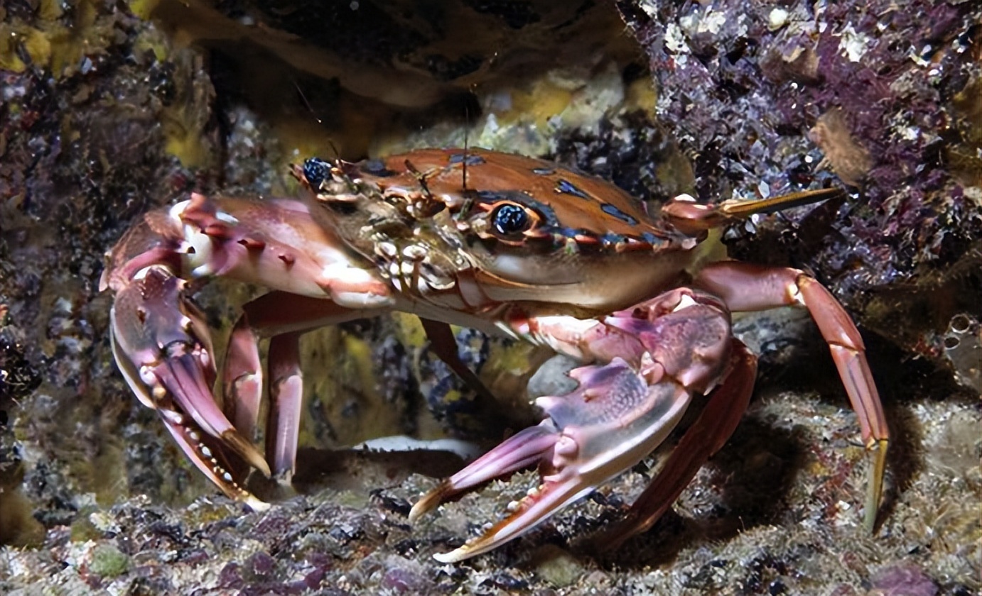 The most in the world: Japanese swimming crab - iMedia