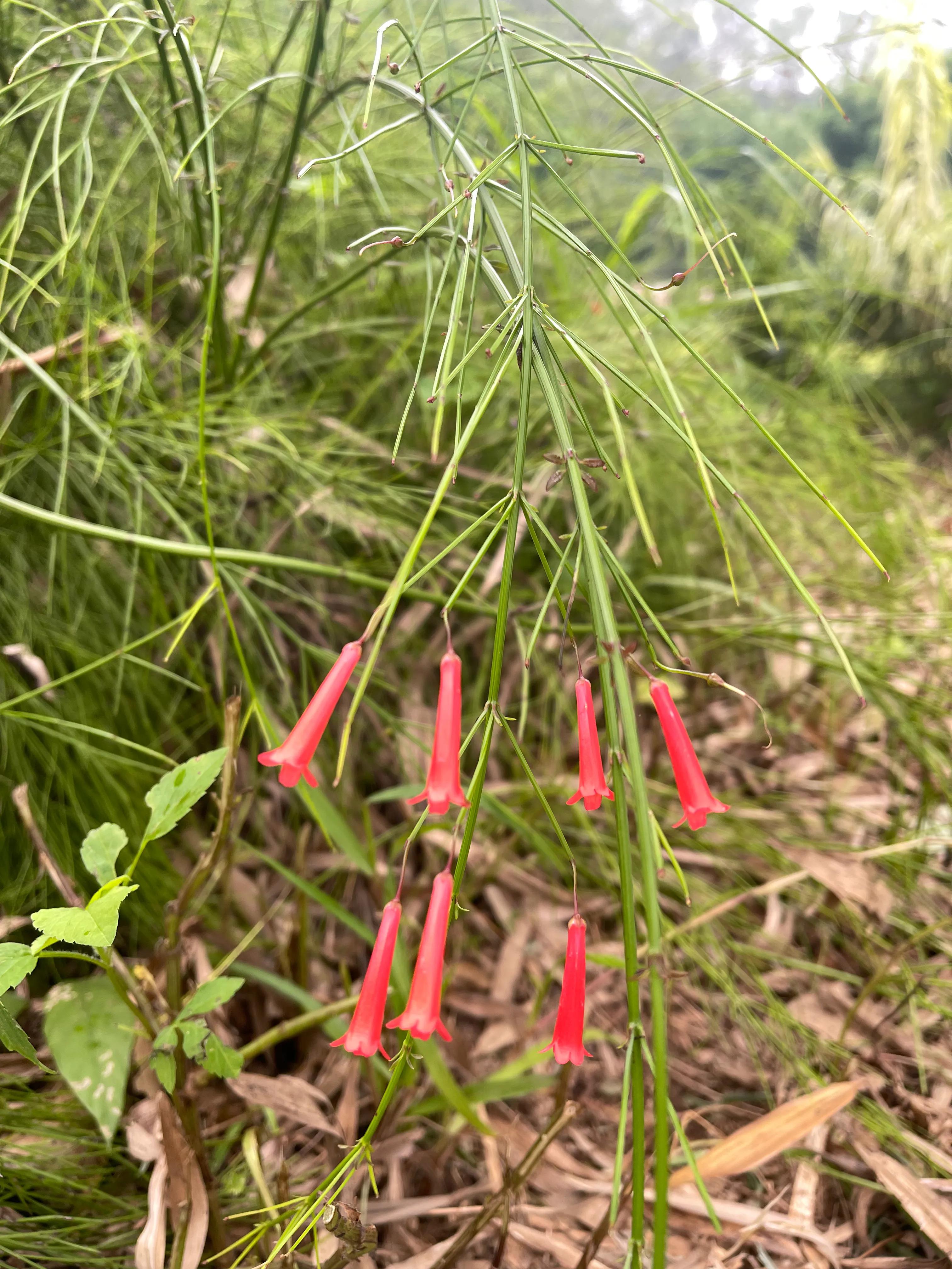 Firecrackers - iNEWS