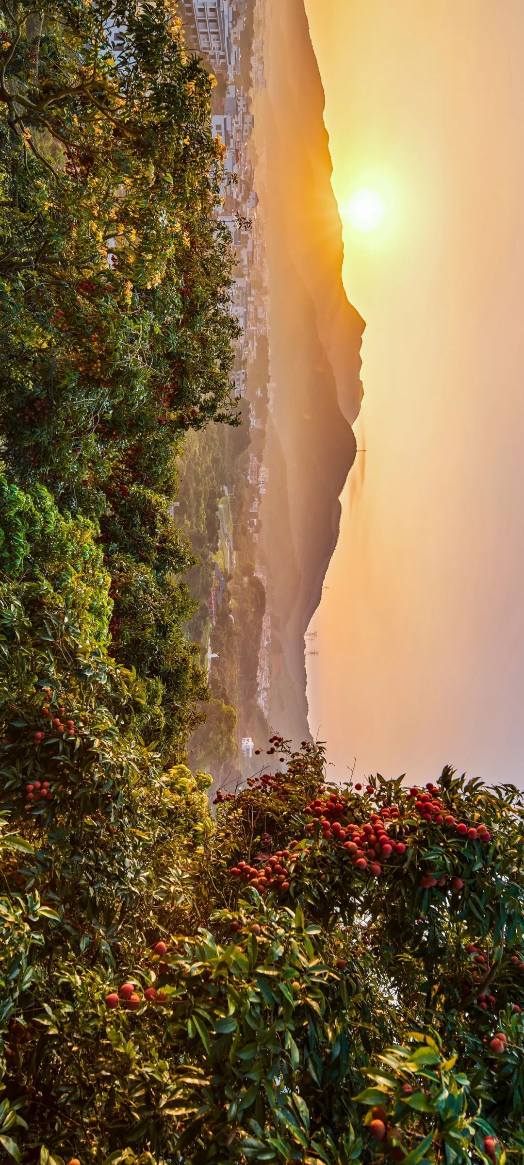 1 out of every 5 lychees is produced here. How fierce is the lychee ...