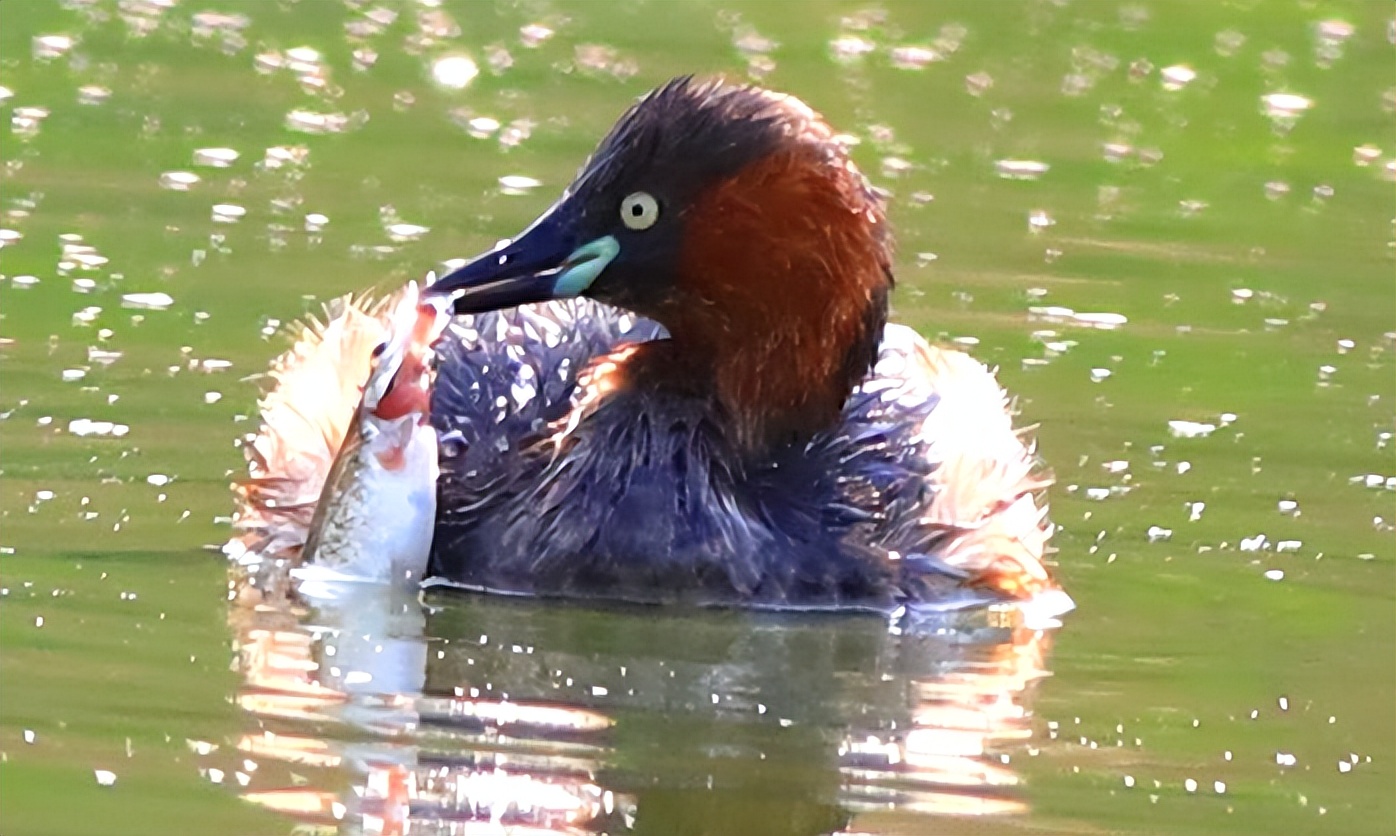 An unknown bird is fighting fish in Longzi Lake. Do you know this bird ...