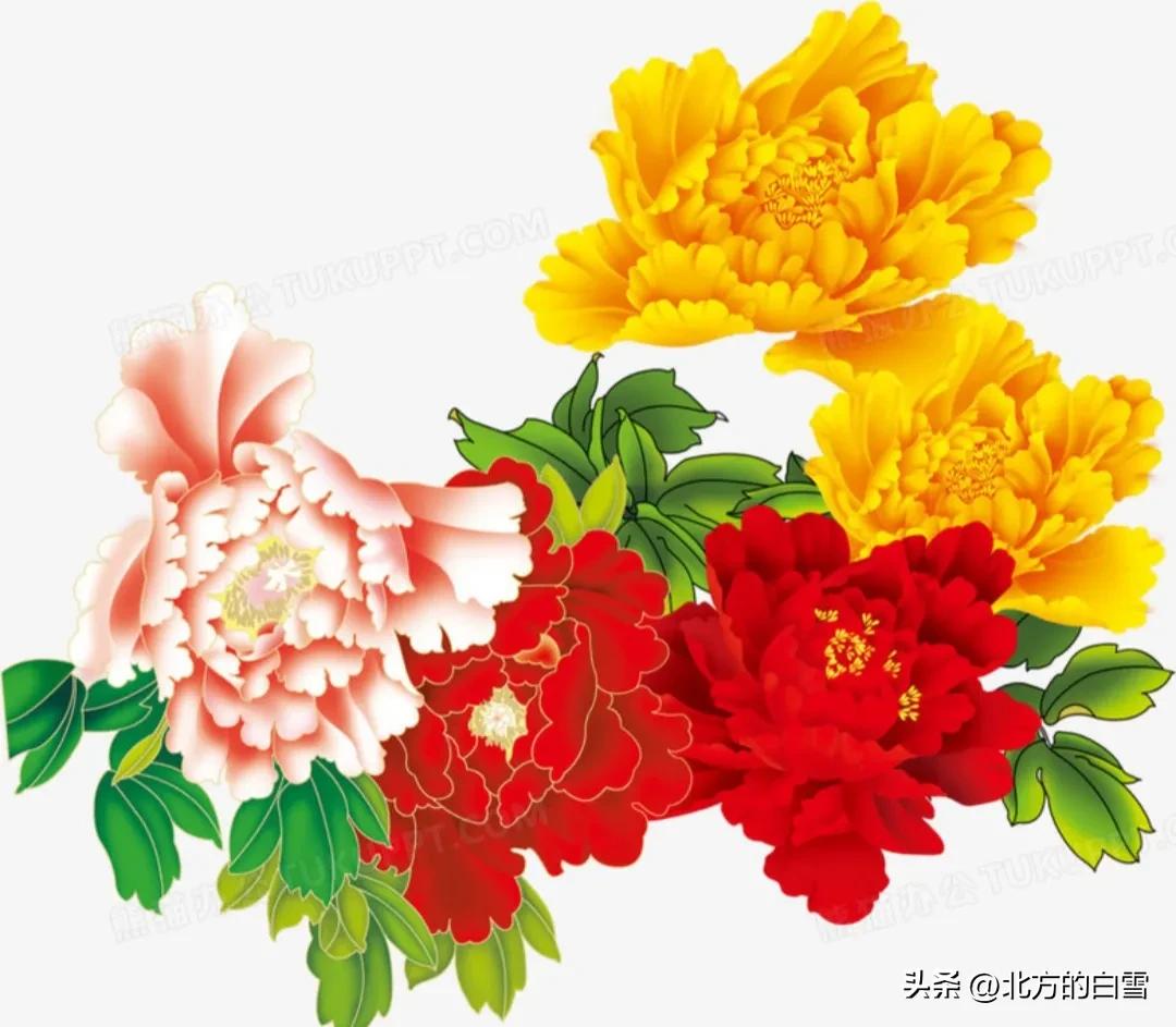 Beautiful and beautiful hand-painted peonies - iMedia