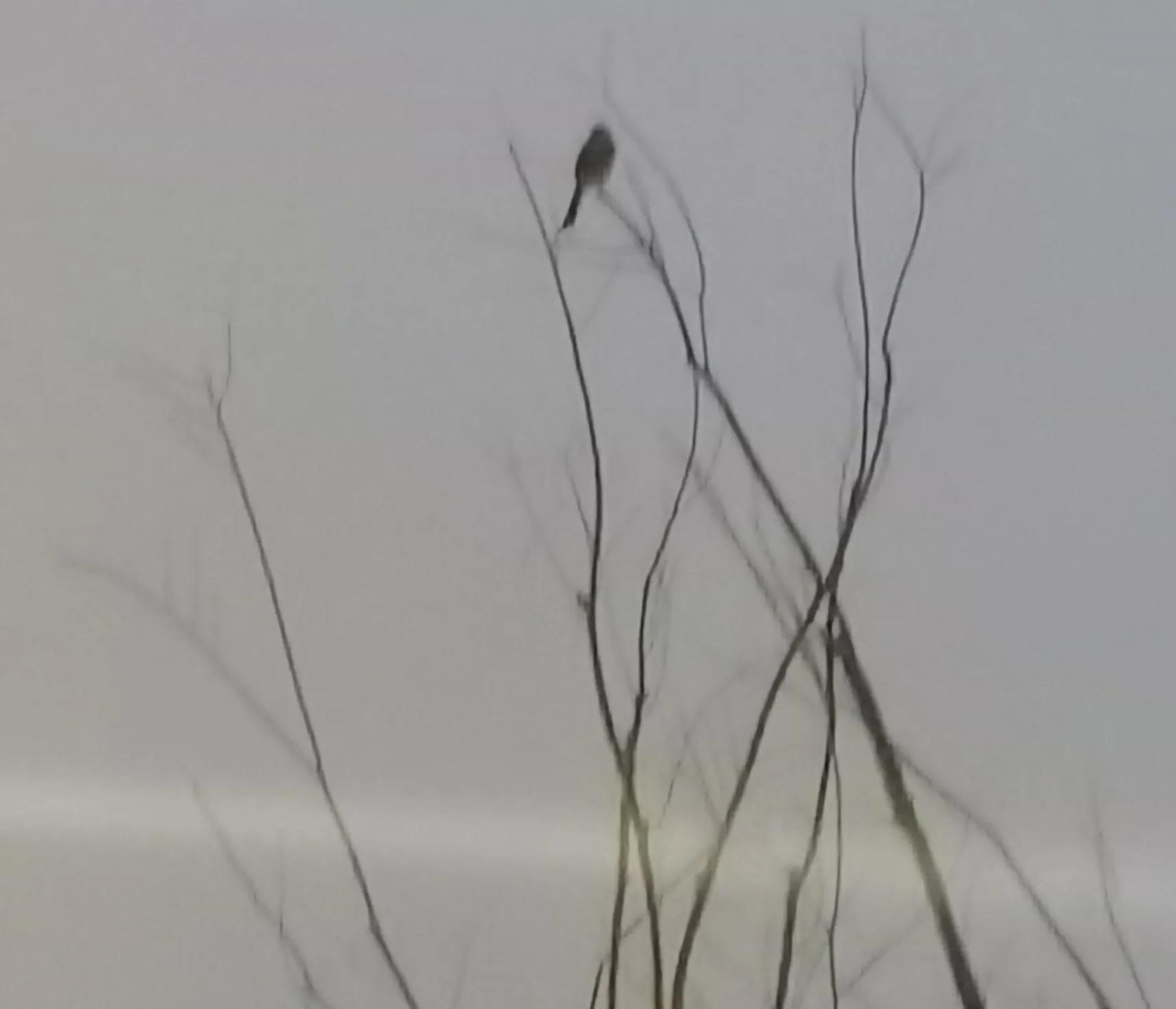 Various forms of birds - iNEWS