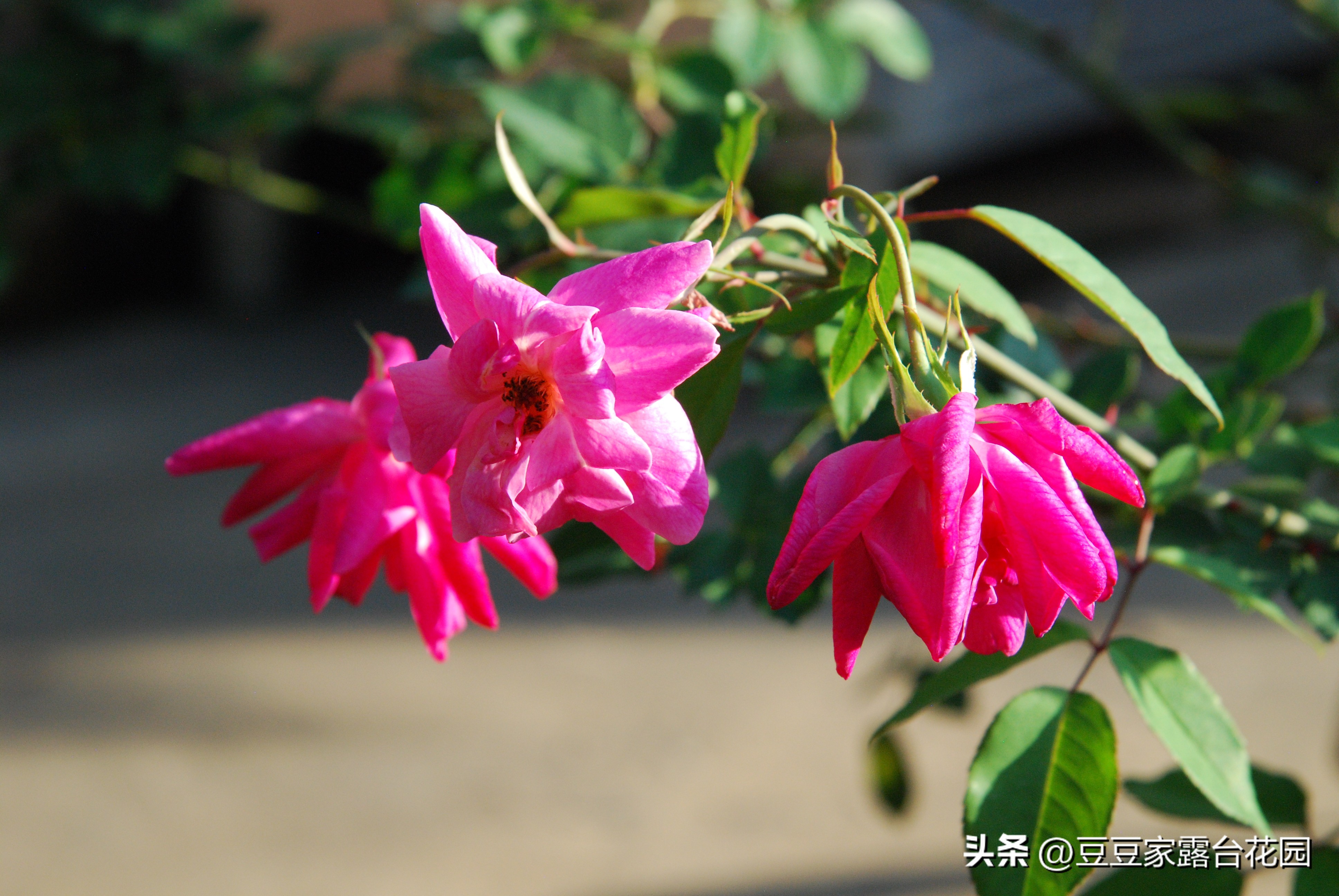 Chinese rose one by one, one of the four old Chinese roses, Yueyue ...