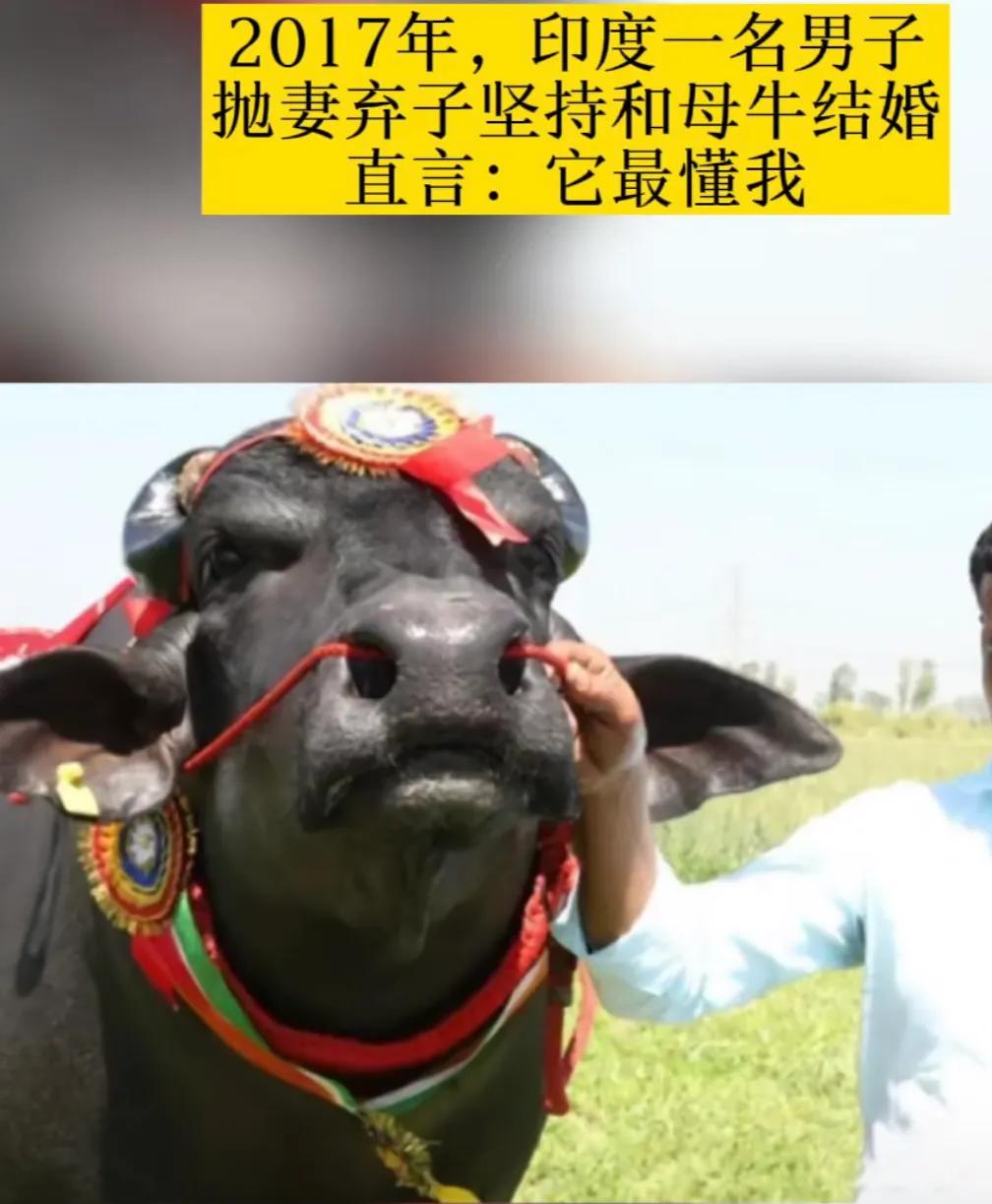 India is really a magical country, a man can marry a cow, even a rice ...