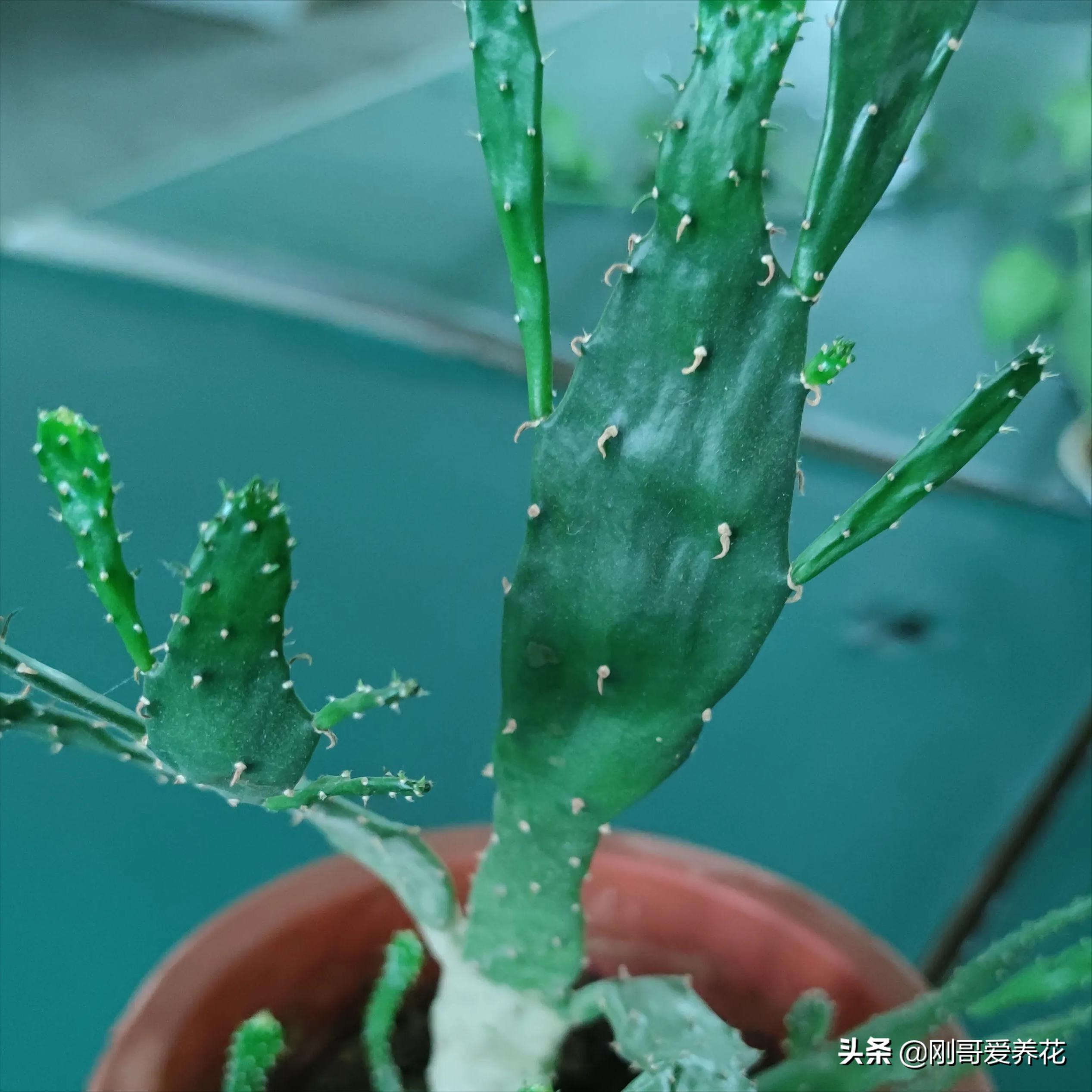 How to grow fat and thick cactus grafted with crab claw orchid? - iNEWS