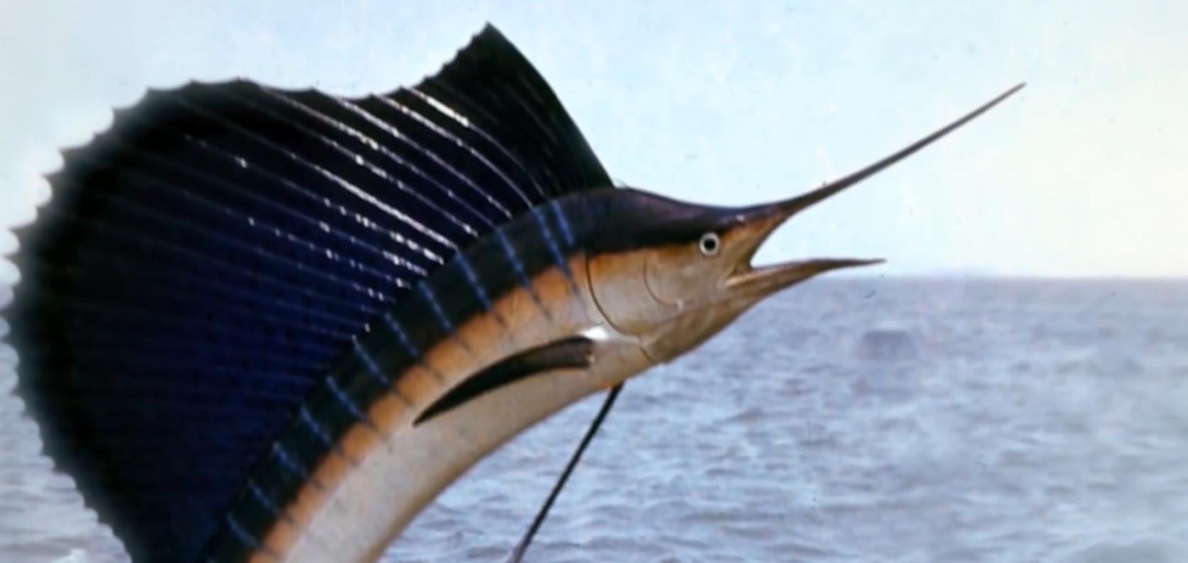 fastest animal in the world - iNEWS