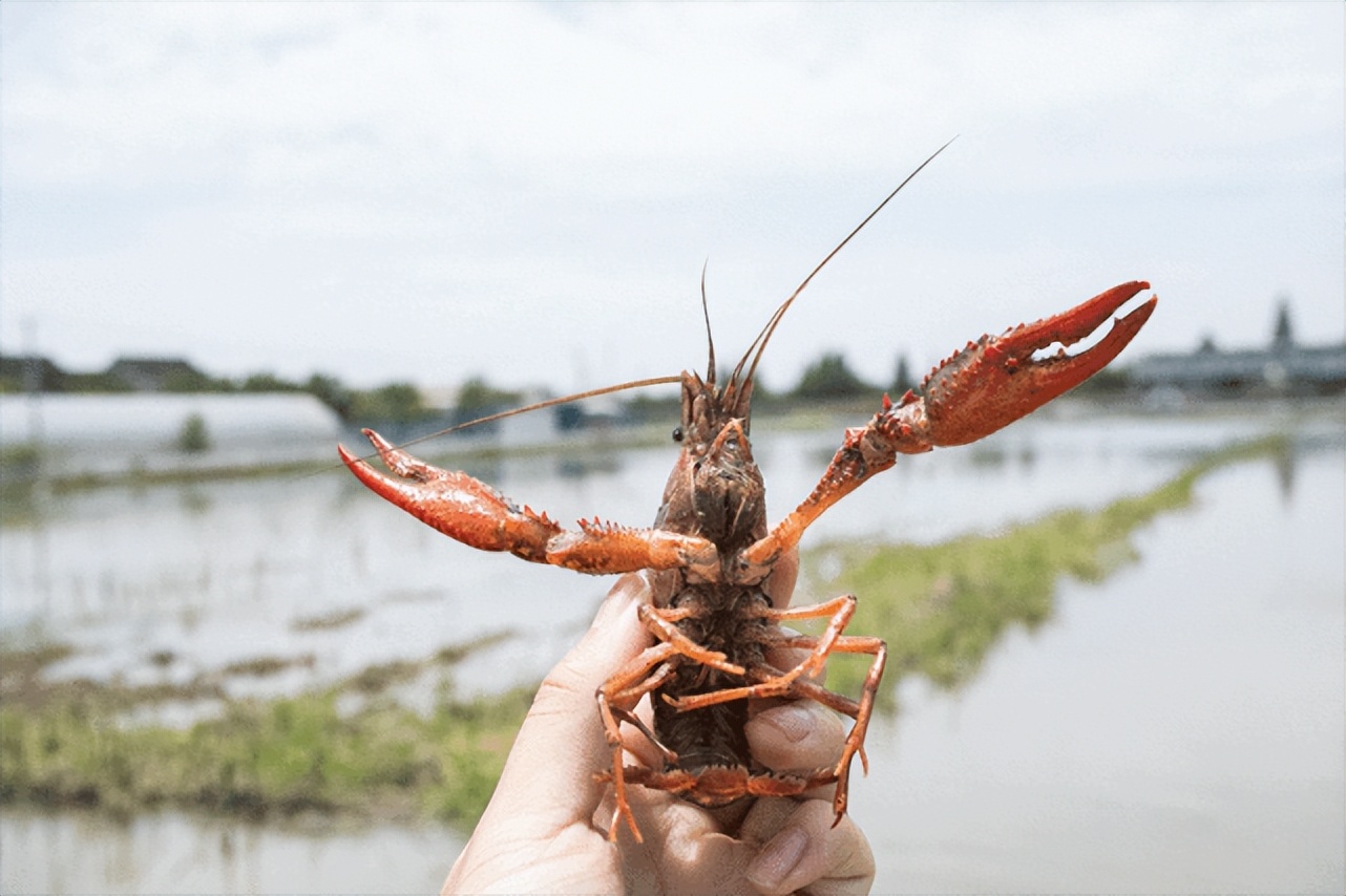 Camping, fishing crayfish... this "Dragon Boat Festival" is waiting for ...