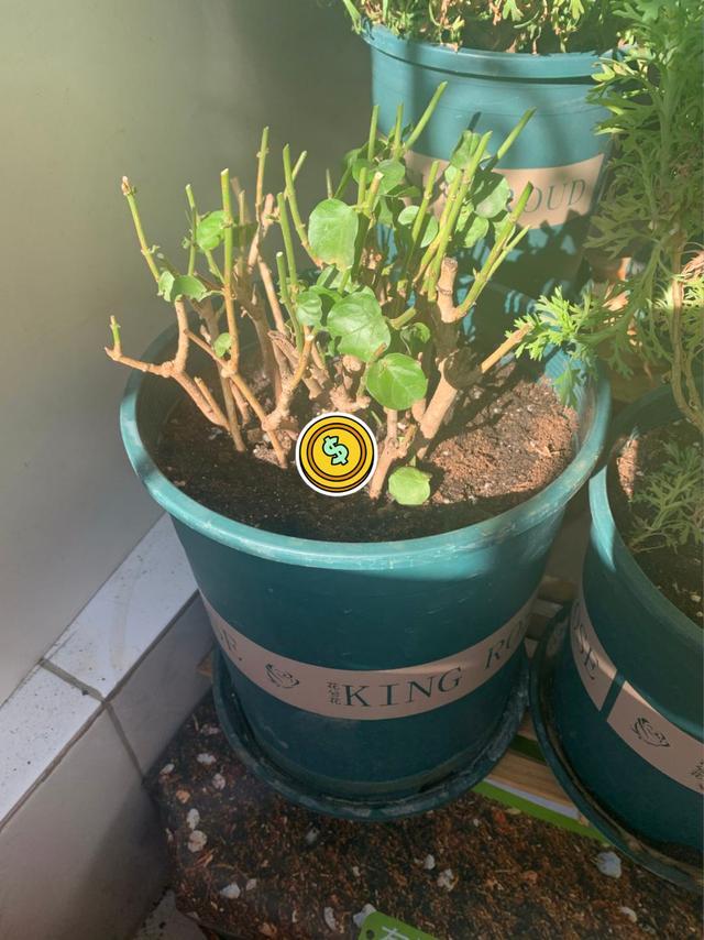 4 kinds of flowers need to be "cut in spring", and after cutting, they ...