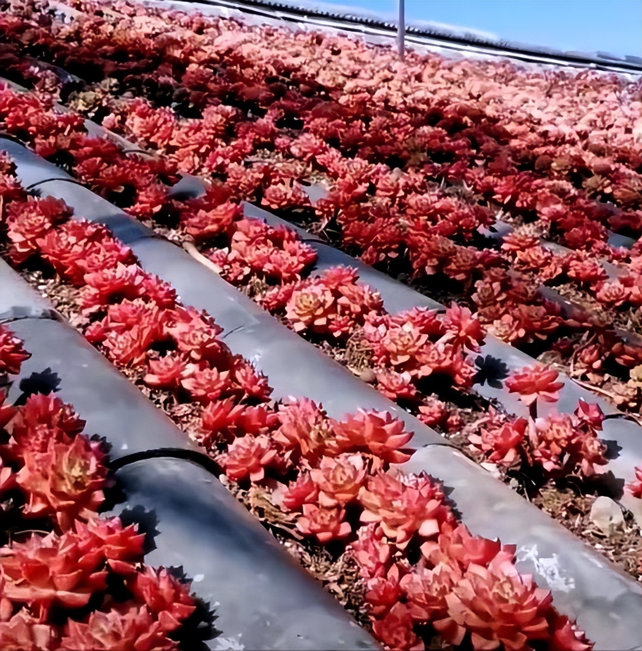 A 37-year-old wife in Chongqing, who became popular because of the ...