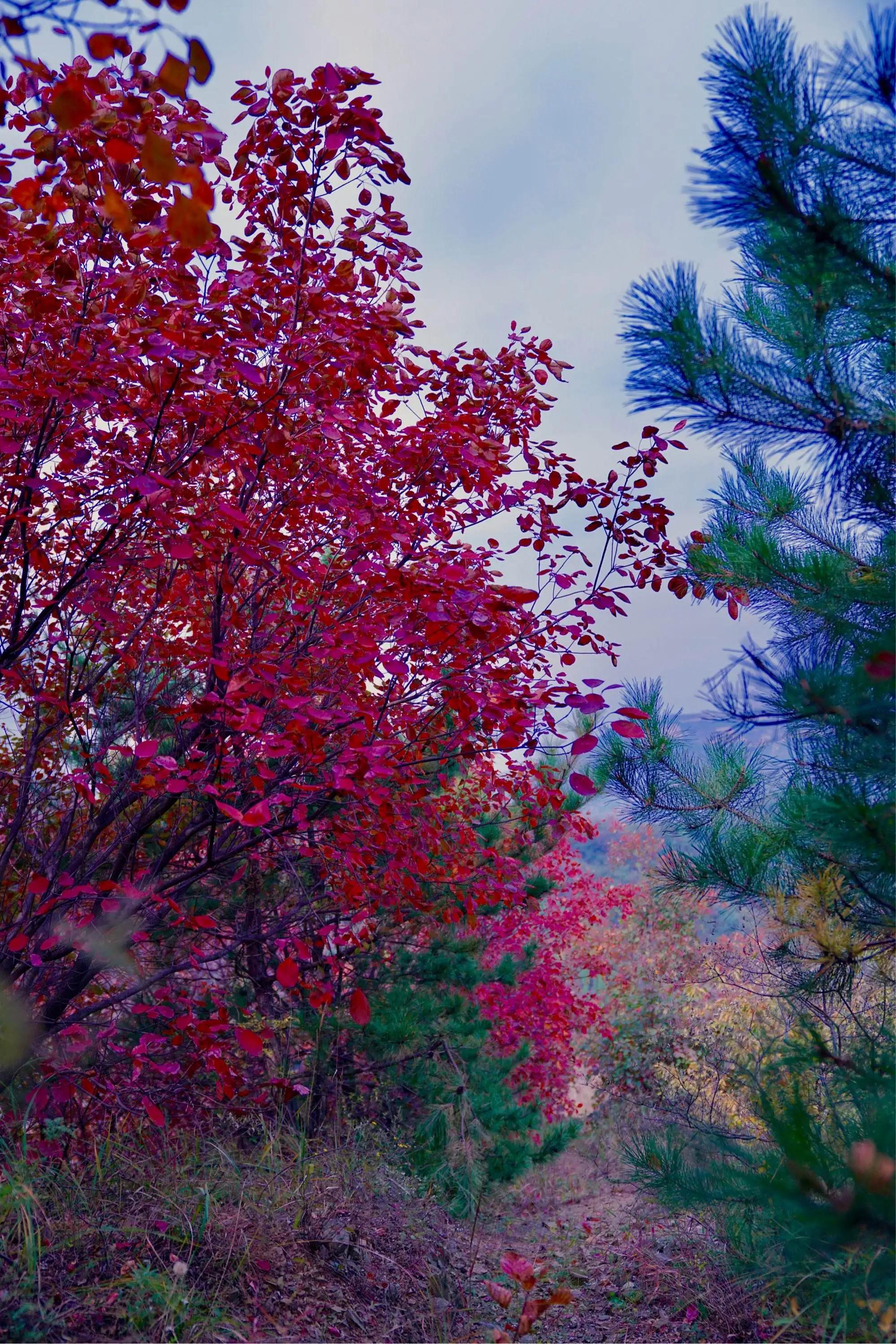 (Original) Qiju · Fragrant Hills Autumn - iNEWS