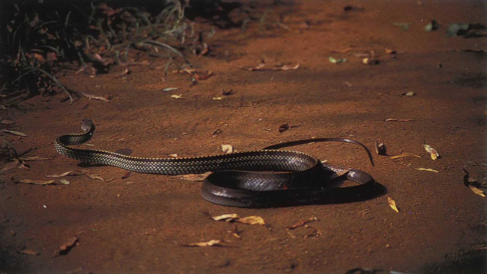 500 in the wild!Do you know the five most miserable snakes in nature ...