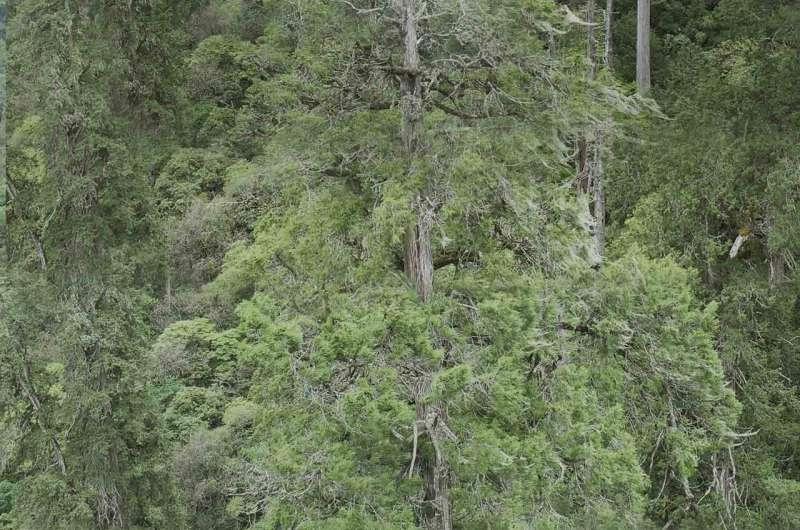 The tallest tree in Asia appeared in Tibet. Do you want to know how ...