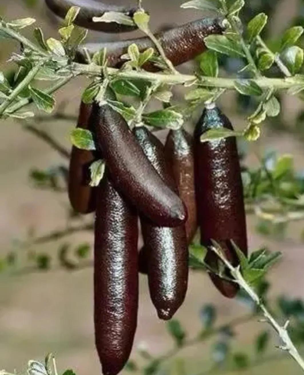 Luxury Fruit Series - Finger Orange - iNEWS